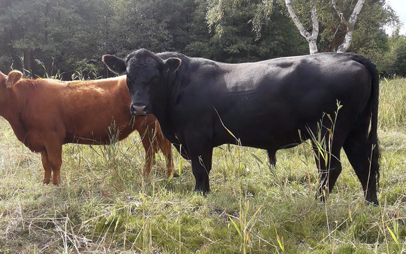 Angusrinder › Schmids Biohof am Cliff